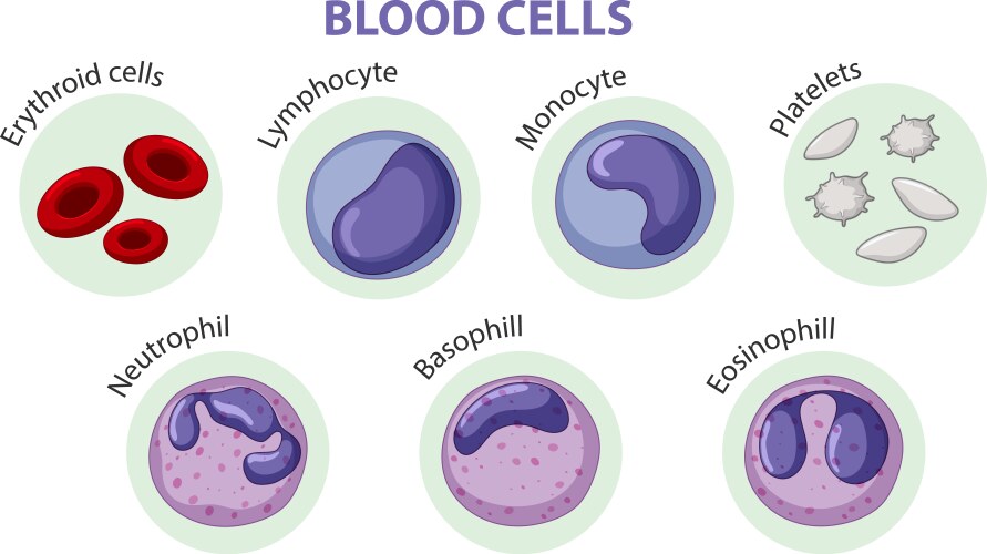 Phagocytosis professional phagocytic cells Vector Image