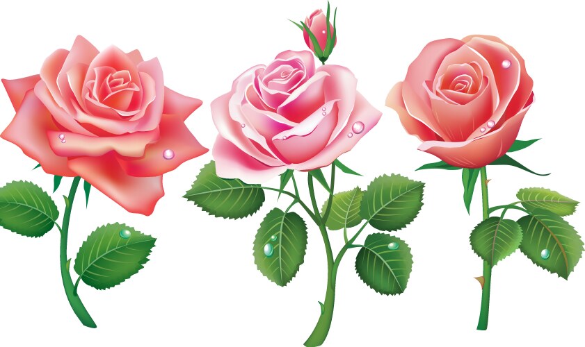 Pink round roses icon Royalty Free Vector Image