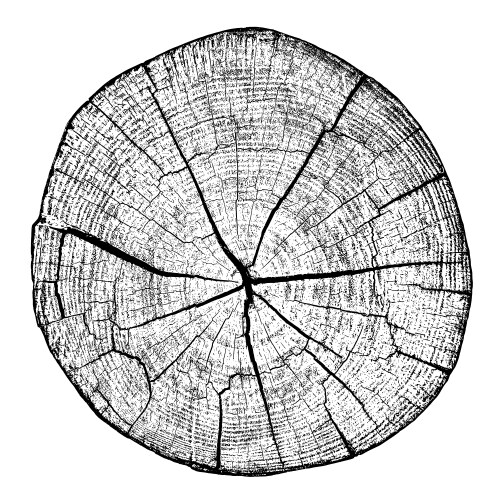 Tree log wood growth rings grunge texture Vector Image