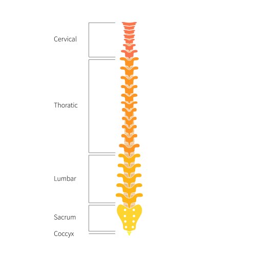 Human spine with name and description Royalty Free Vector