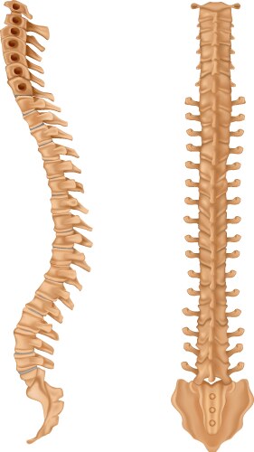Spine Vector Images (over 29,000)