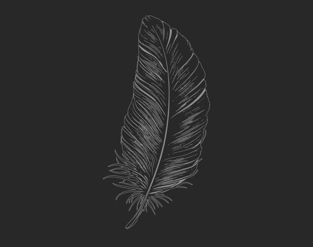 Single Black Feather Line Art Royalty Free Vector Image