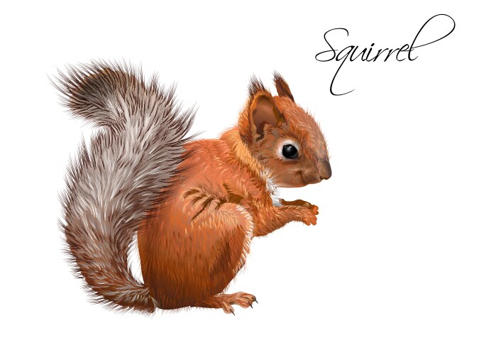Squirrel Vector Images (over 27,000)