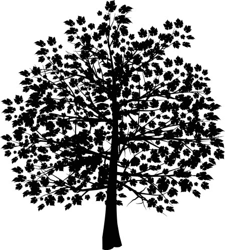 Beautiful tree silhouette white background Vector Image