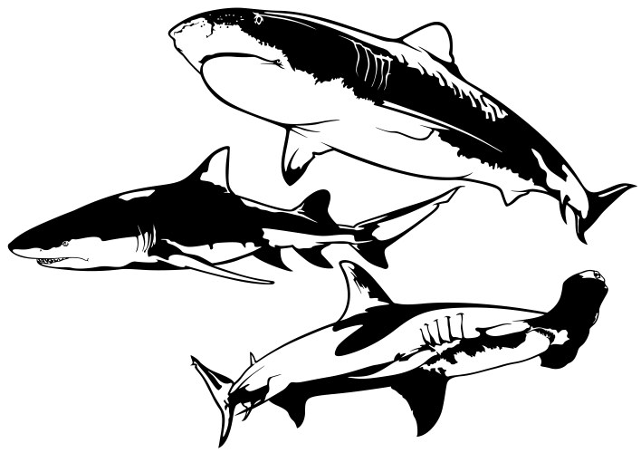 Bull Shark Vector Images (over 220)