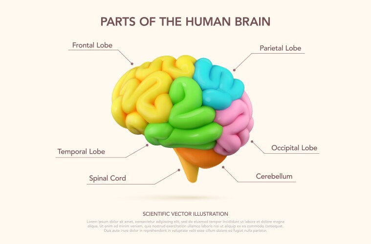 Brain anatomy color scheme Royalty Free Vector Image