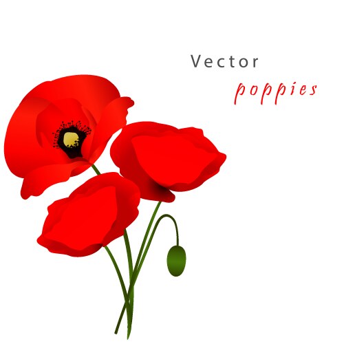 Poppy background Royalty Free Vector Image - VectorStock