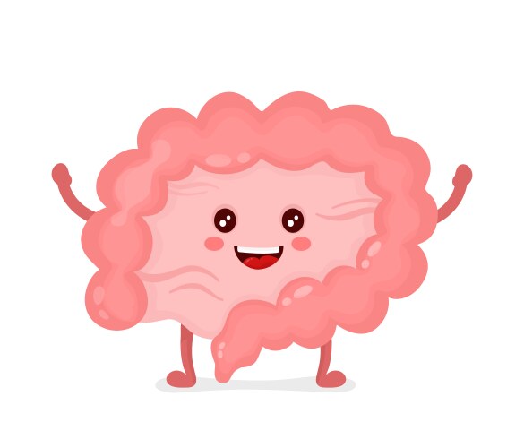 Small intestine Royalty Free Vector Image - VectorStock