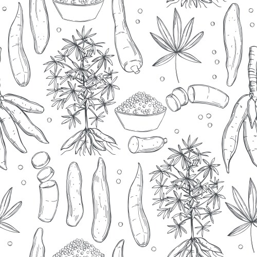 Cassava sketch of tropical plant tuber Royalty Free Vector