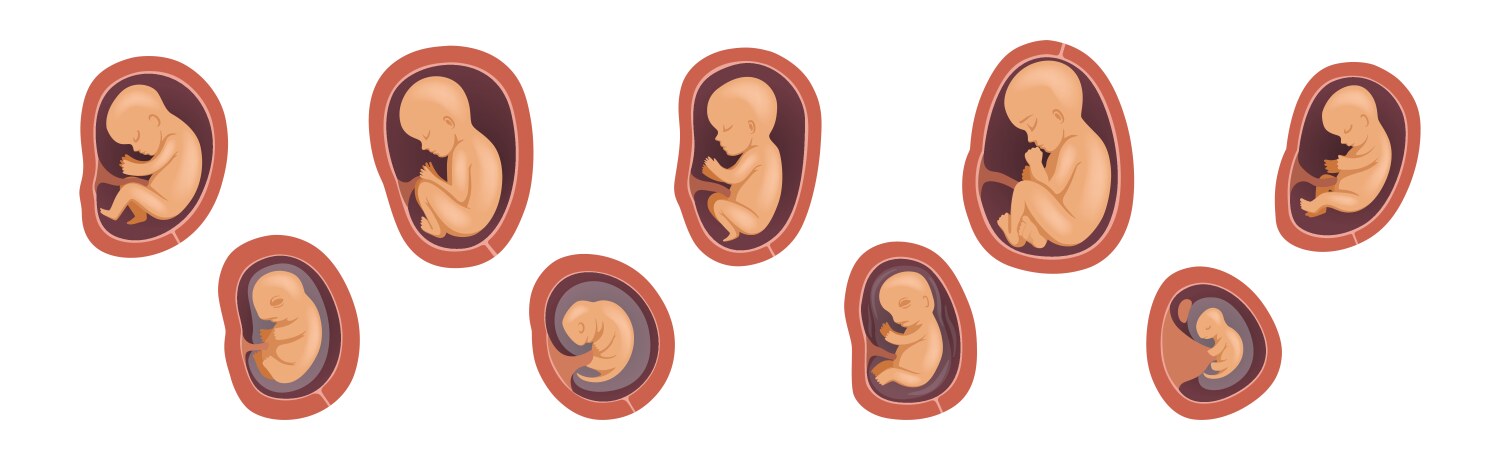 Human embryo development stages medical Royalty Free Vector