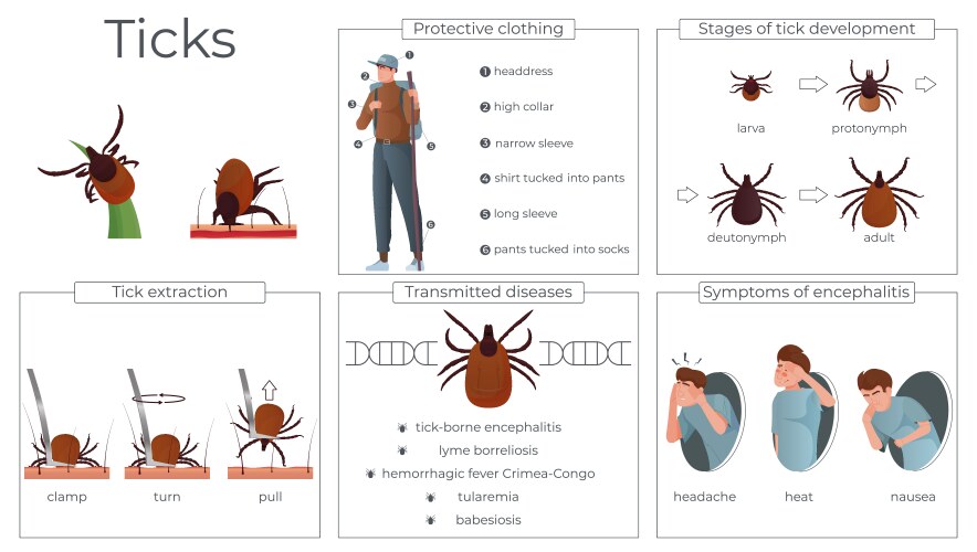 Ticks insect icon set Royalty Free Vector Image