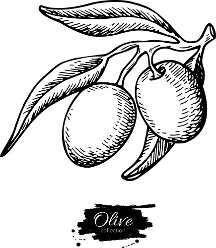 Olives hand drawn set Royalty Free Vector Image