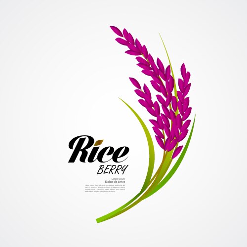 Rice2 Royalty Free Vector Image - VectorStock
