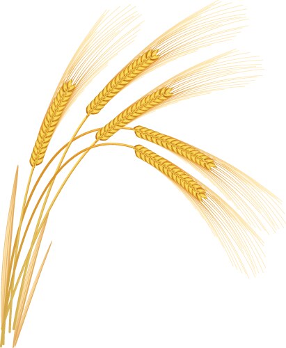 Wheat Grass Vector Images (over 5,700)
