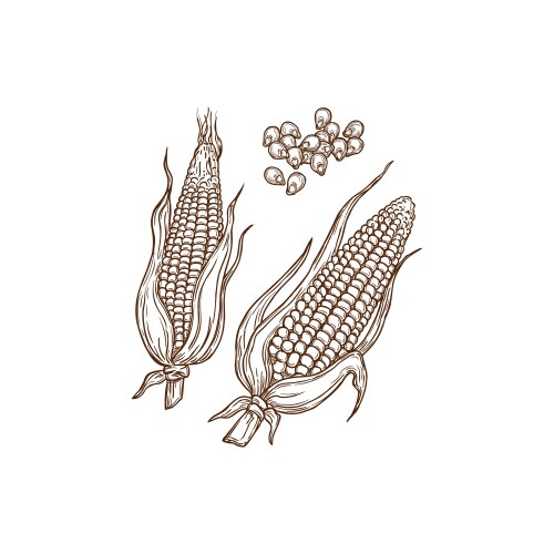 Maize Vector Images (over 13,000)