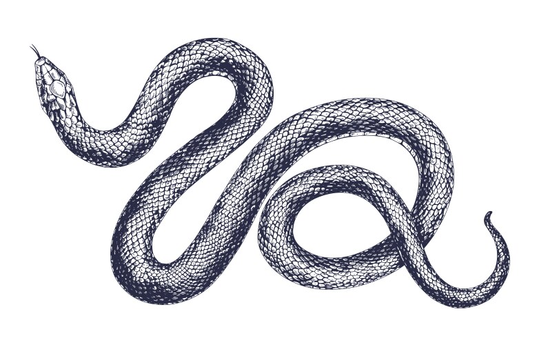Hand Drawing Snake Vector Images (over 3,600)