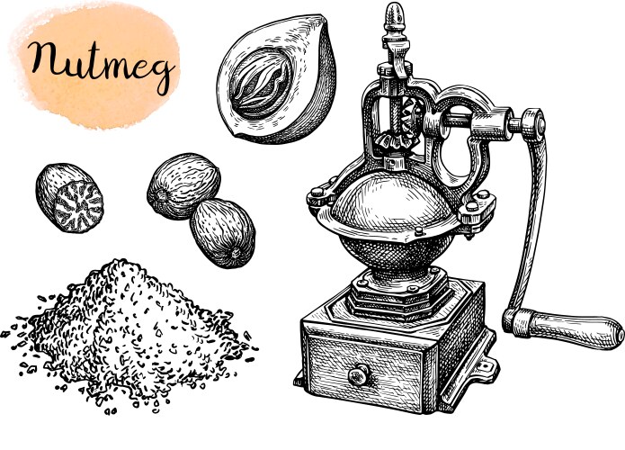 Nutmeg Drawing Vector Images (over 620)