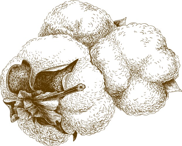 Cotton Vector Images (over 180,000)