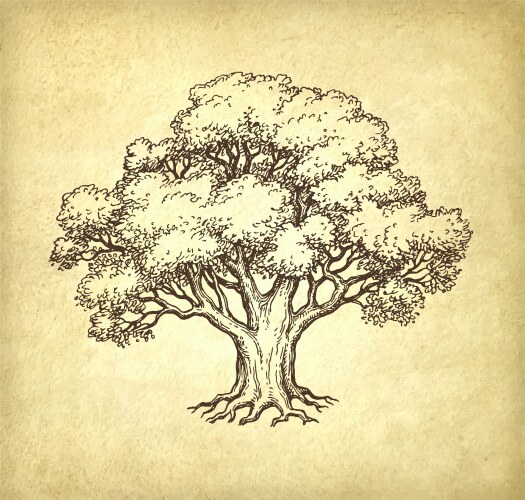 Oak Tree Vector Images (over 59,000)