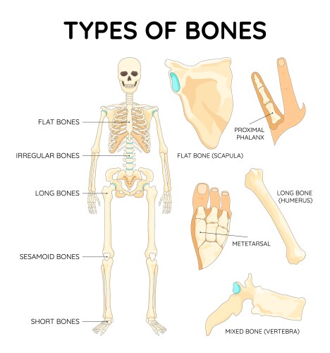 Backbones Vector Images (over 7,100)