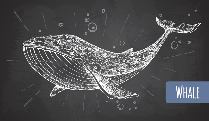 Whale Line Drawing Vector Images (over 3,500)