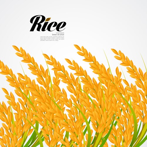 Rice Vector Images (over 85,000)