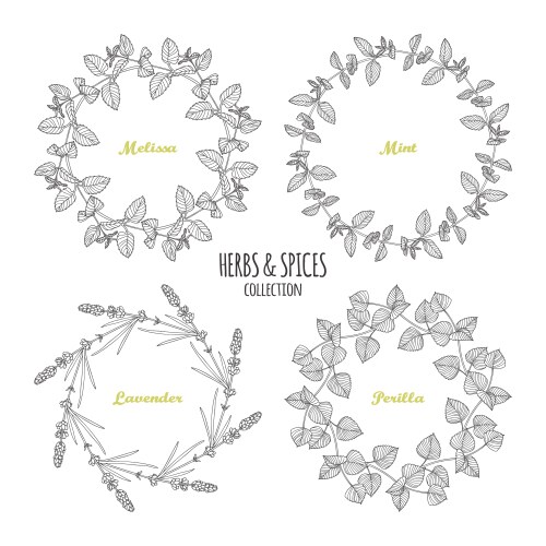 Hand drawn set of culinary herbs and spices Vector Image