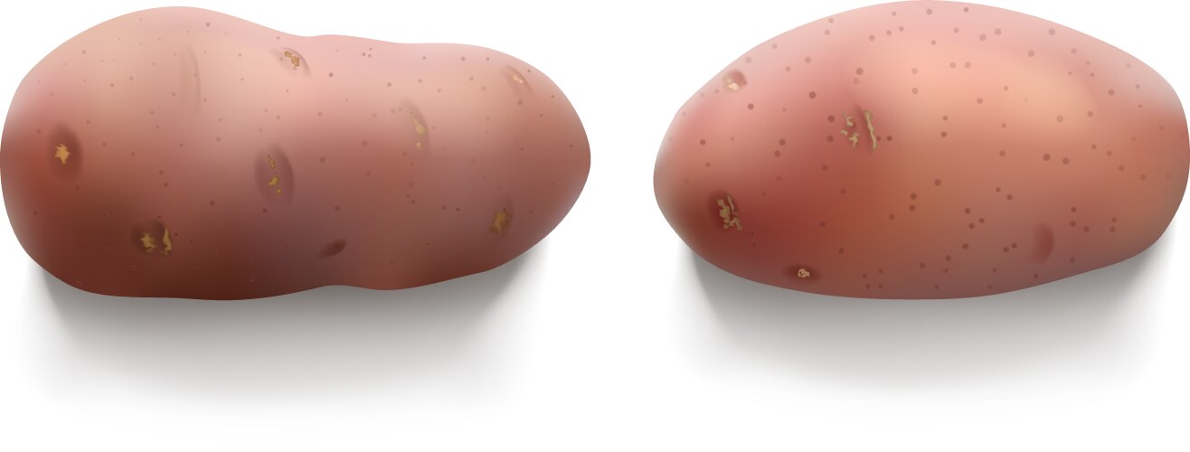 Potatoes Royalty Free Vector Image - VectorStock