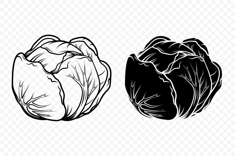 Cabbage Clip Art Cabbage Clip Art Vectors Download Free High Quality