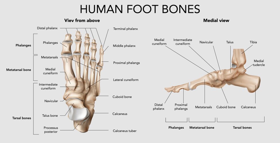 Foot bones anatomy composition Royalty Free Vector Image