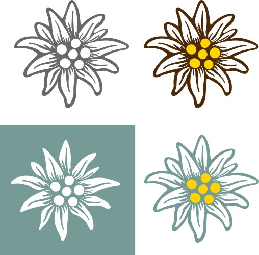Edelweiss leontopodium alpinum Royalty Free Vector Image