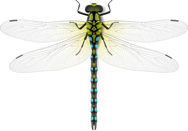Dragonfly Vector Images (over 18,000)