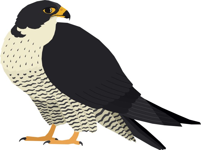 Falcon Vector Images (over 33,000)