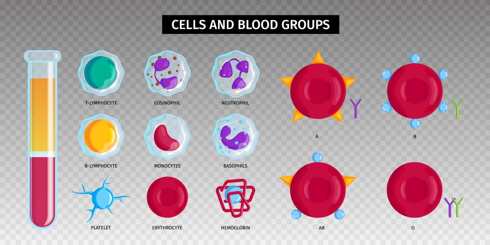 Blood type groups symbols Royalty Free Vector Image