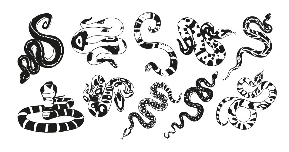 Four scary snakes Royalty Free Vector Image - VectorStock