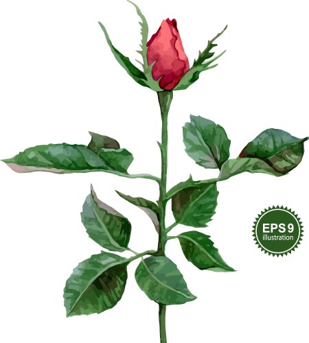 Rose Vector Images (over 290,000)