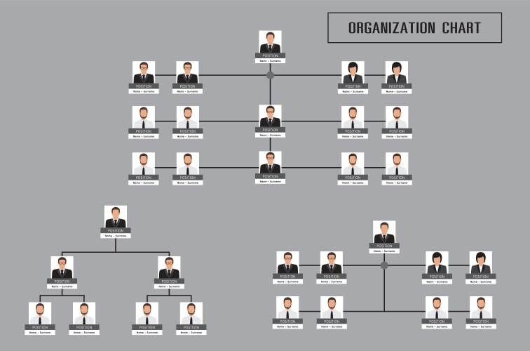Organization chart tree company corporate Vector Image