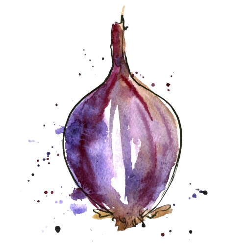 Watercolor of onion Royalty Free Vector Image - VectorStock
