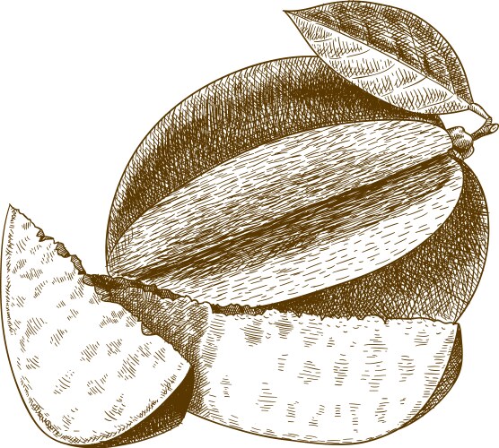 Mango Vector Images (over 20,000)