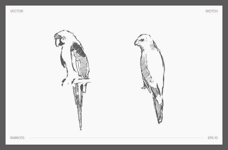Parrot Bird Outline Vector Images (over 4,100)