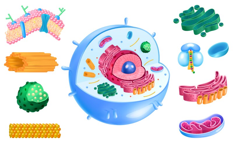 Cell Vector Images (over 410,000)