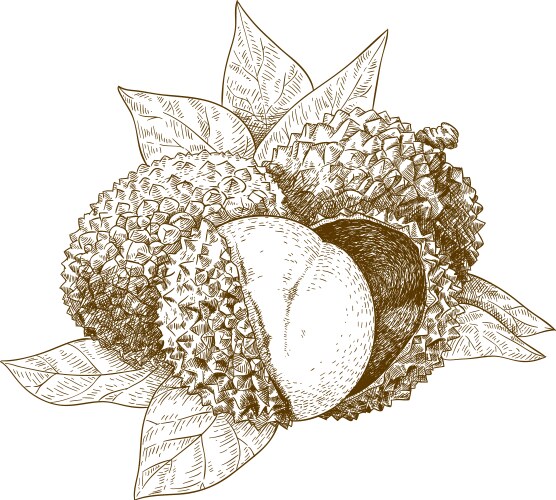 Lychee Vector Images & Graphics for Commercial Use | VectorStock