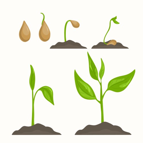 Life cycle of green bean Royalty Free Vector Image