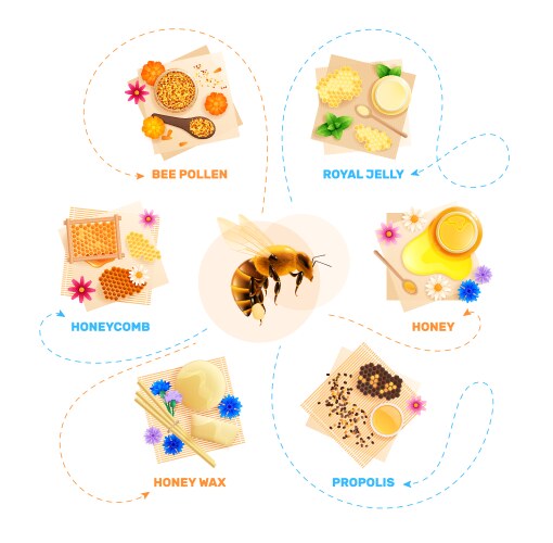 Beekeeping products flowchart infographics Vector Image