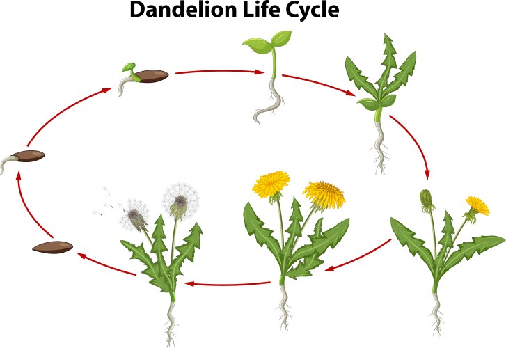 Dandelion flower life cycle infographic a visual Vector Image