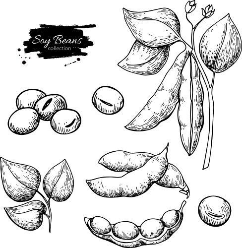 Hand drawn soybean plant Royalty Free Vector Image