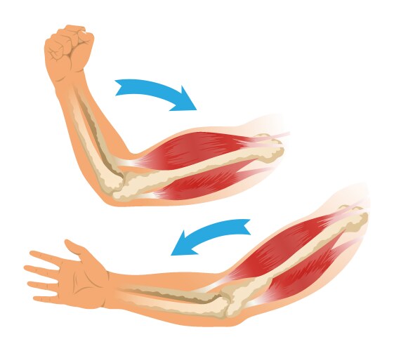Arm muscle biceps with skeleton tension Royalty Free Vector