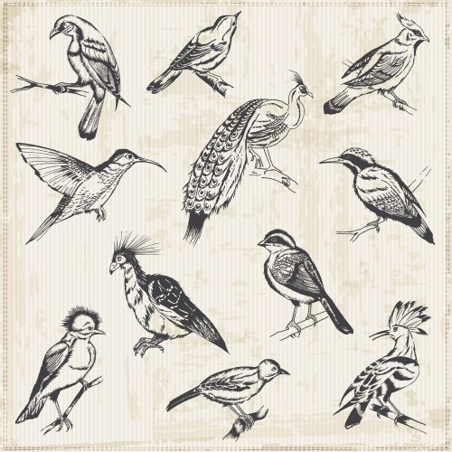 Birds Royalty Free Vector Image - VectorStock