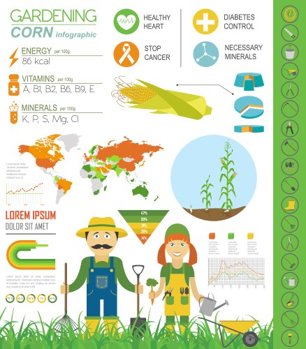Maize plant growth infographic elements from seeds