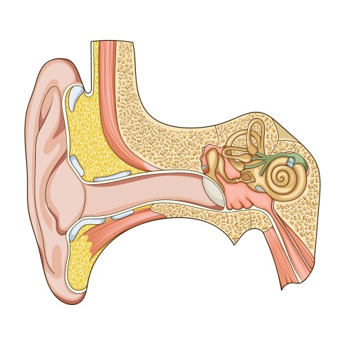 Ear Vector Images (over 190,000)